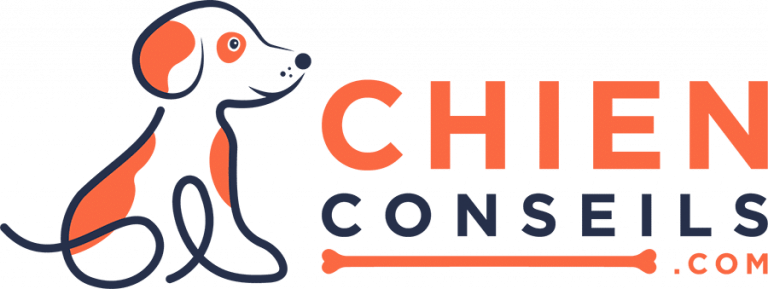 Labernois : Ce qu'il faut savoir sur le croisement entre le labrador et ...