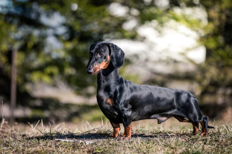 Les 10 meilleurs chiens pour la chasse au sanglier - Chien Conseils