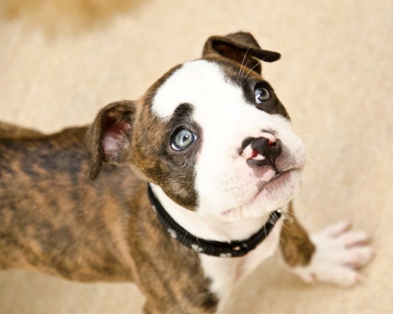 19 Races de Chiens aux Yeux Bleus - Chien Conseils