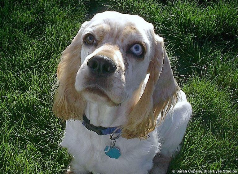 19 Races de Chiens aux Yeux Bleus - Chien Conseils
