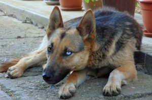 19 Races de Chiens aux Yeux Bleus - Chien Conseils