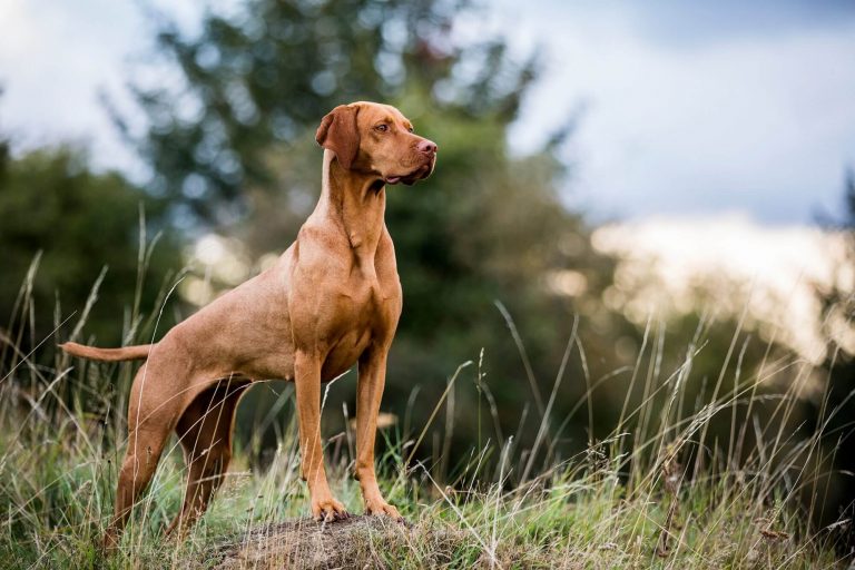 TOP 15 des Races de Chiens à Poils Courts - Chien Conseils