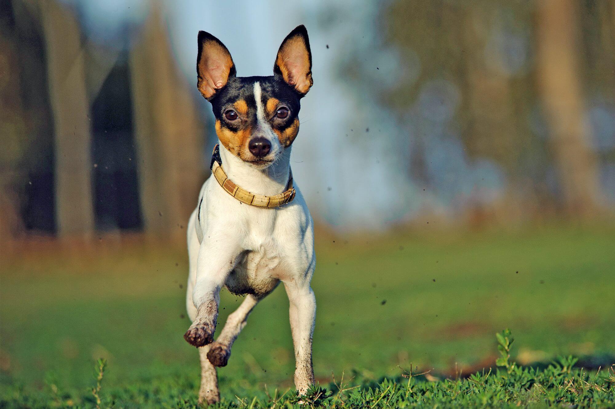 Race De Chien Poils Courts