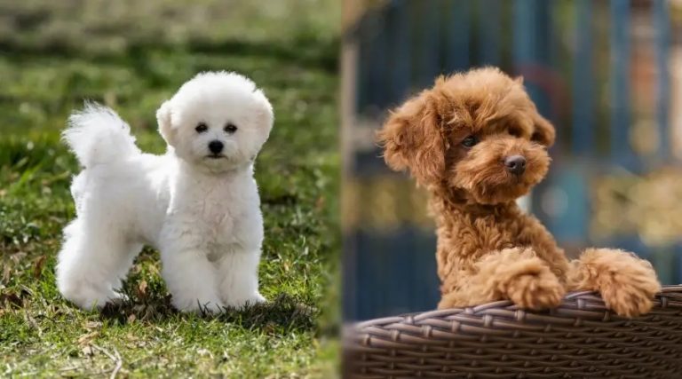 Caniche Vs Bichon : Toutes les différences à connaître - Chien Conseils