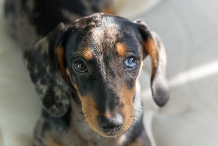 19 Races de Chiens aux Yeux Bleus - Chien Conseils