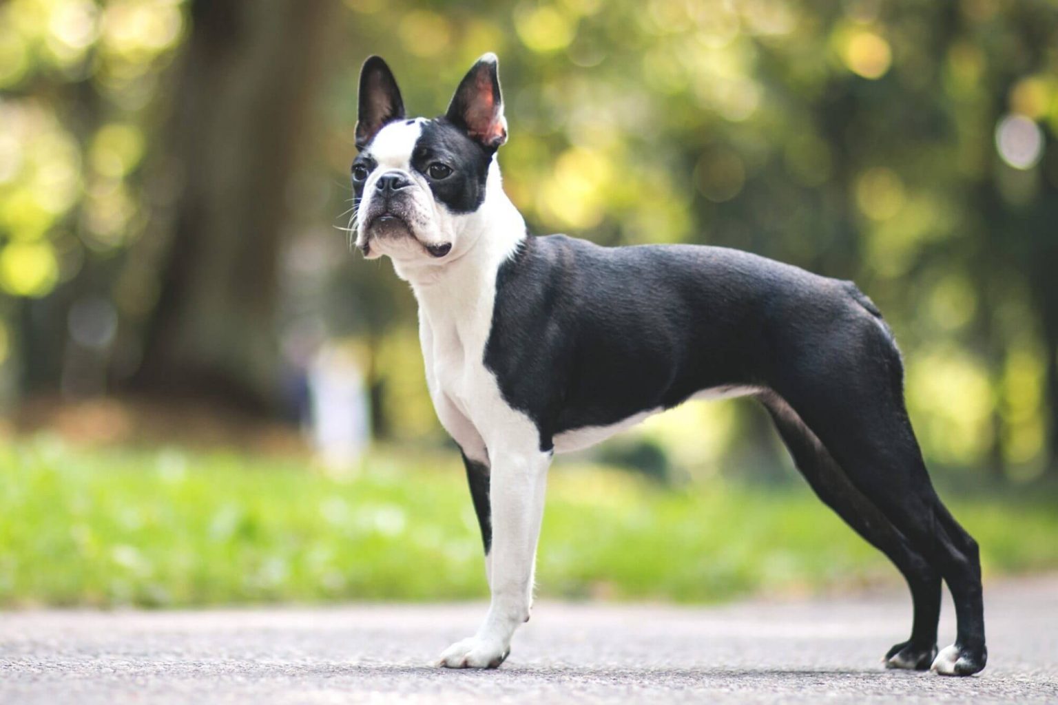 Poil Court Race De Chien