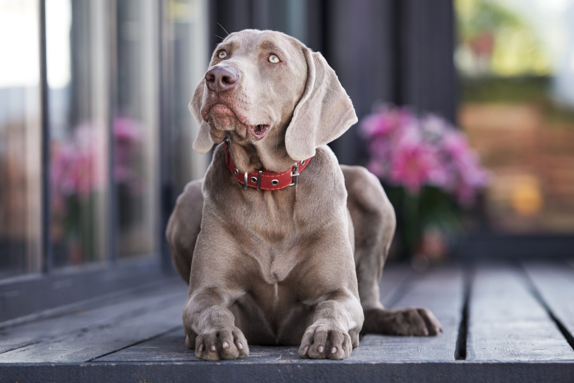 14 Races de Chiens aux Oreilles Tombantes - Chien Conseils