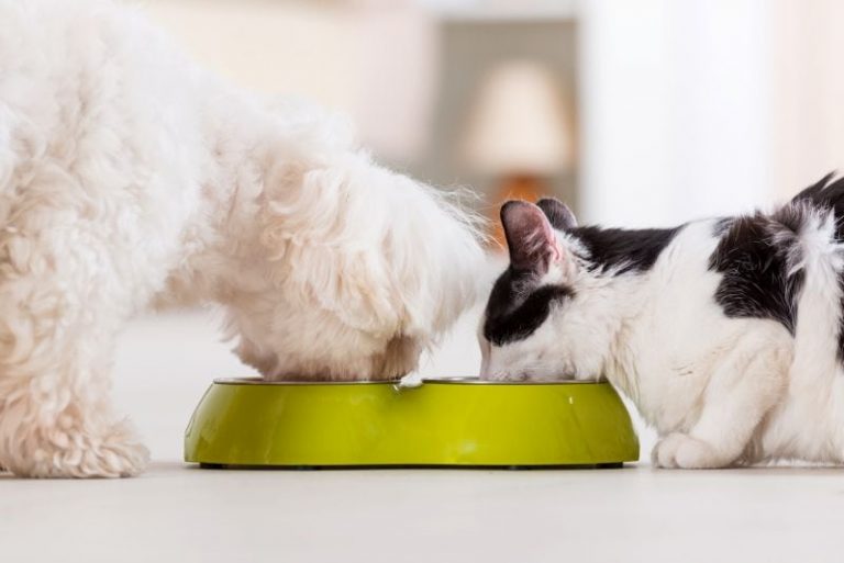 Réussir la Cohabitation entre Chien et Chat : Les 9 étapes