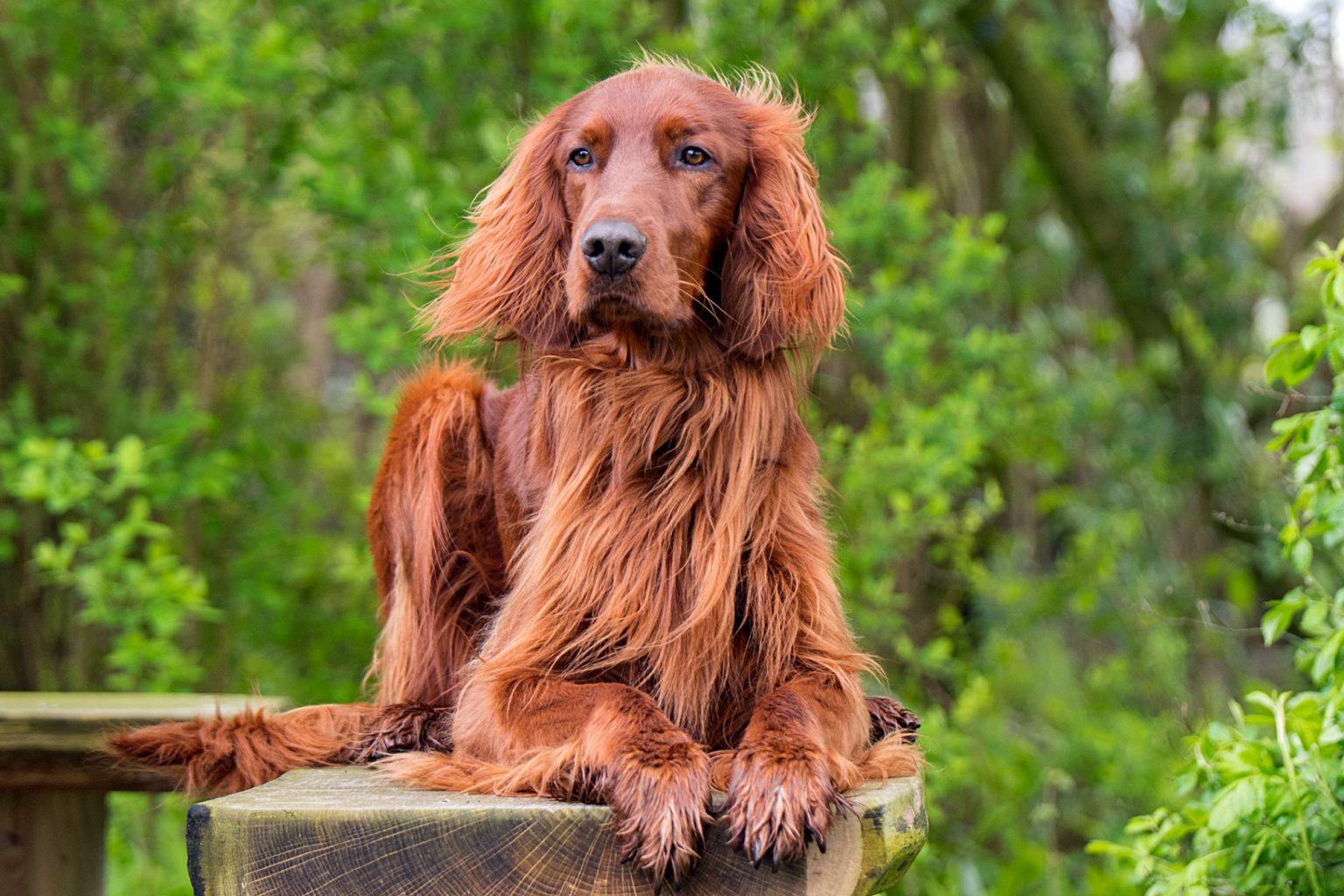 14 Races de Chiens aux Oreilles Tombantes - Chien Conseils
