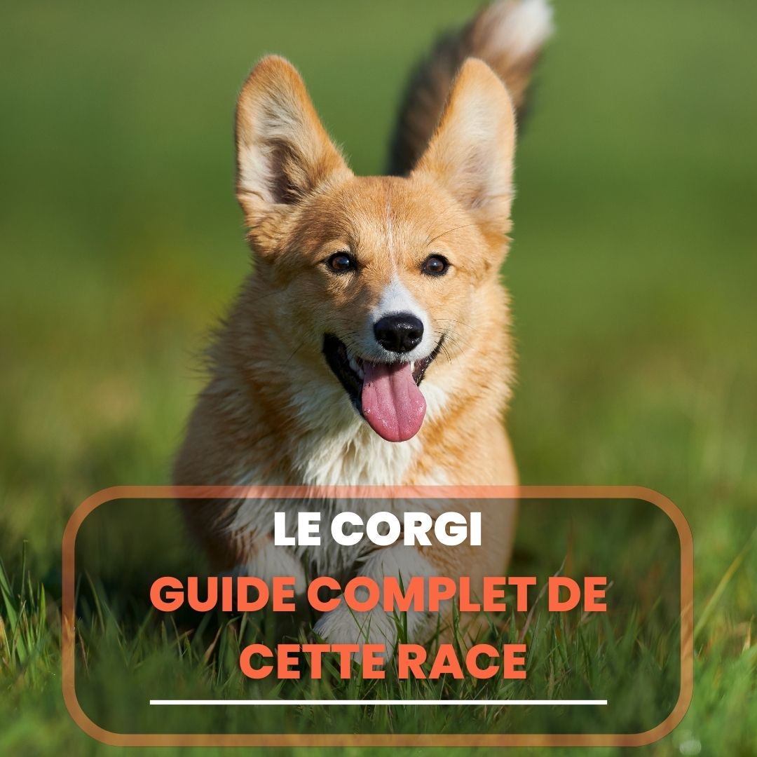 Le Corgi: Guide complet sur la race