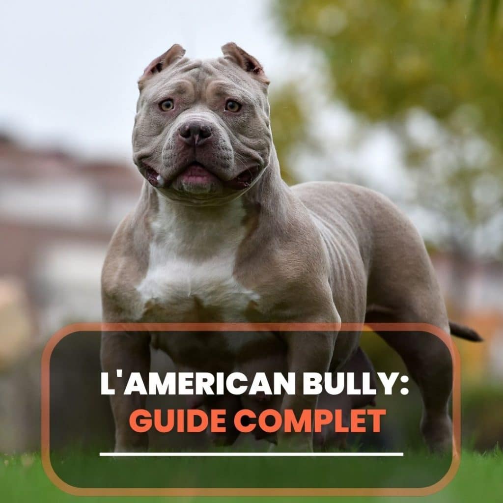 Comprendre l'American Bully: Guide Complet