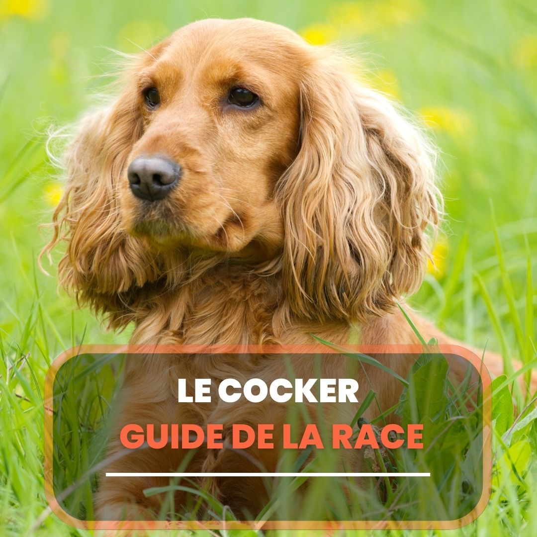 Découvrez le Cocker: Guide de la Race