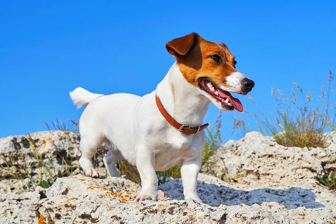 Jack Russel: Tout Savoir sur la Race