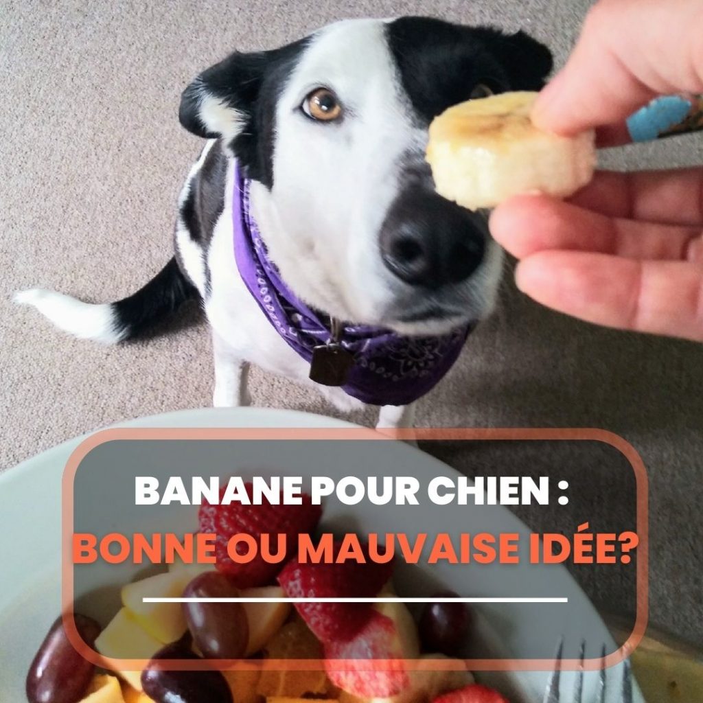 Labernois : Ce qu'il faut savoir sur le croisement entre le labrador et ...