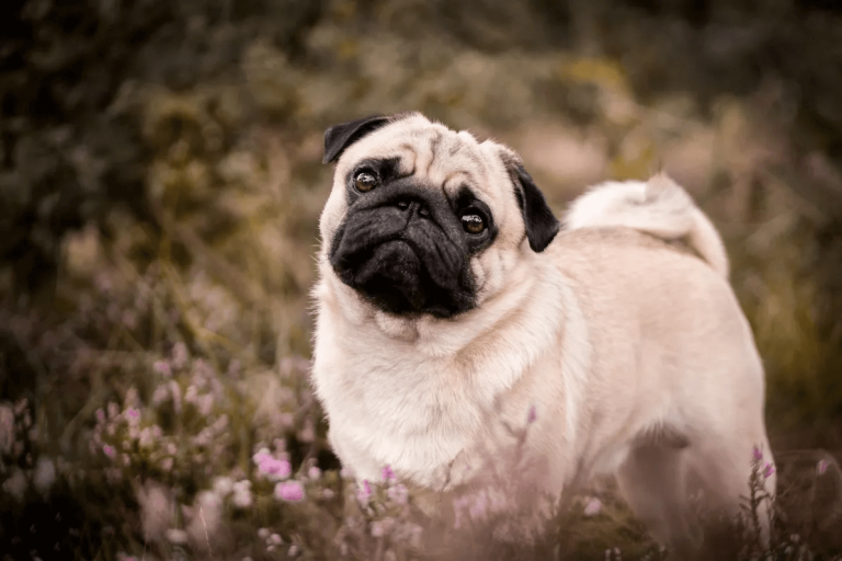 TOP 9 des Chiens avec Bourrelet