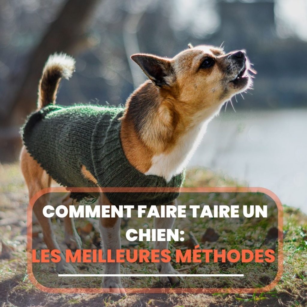 Labernois : Ce qu'il faut savoir sur le croisement entre le labrador et ...