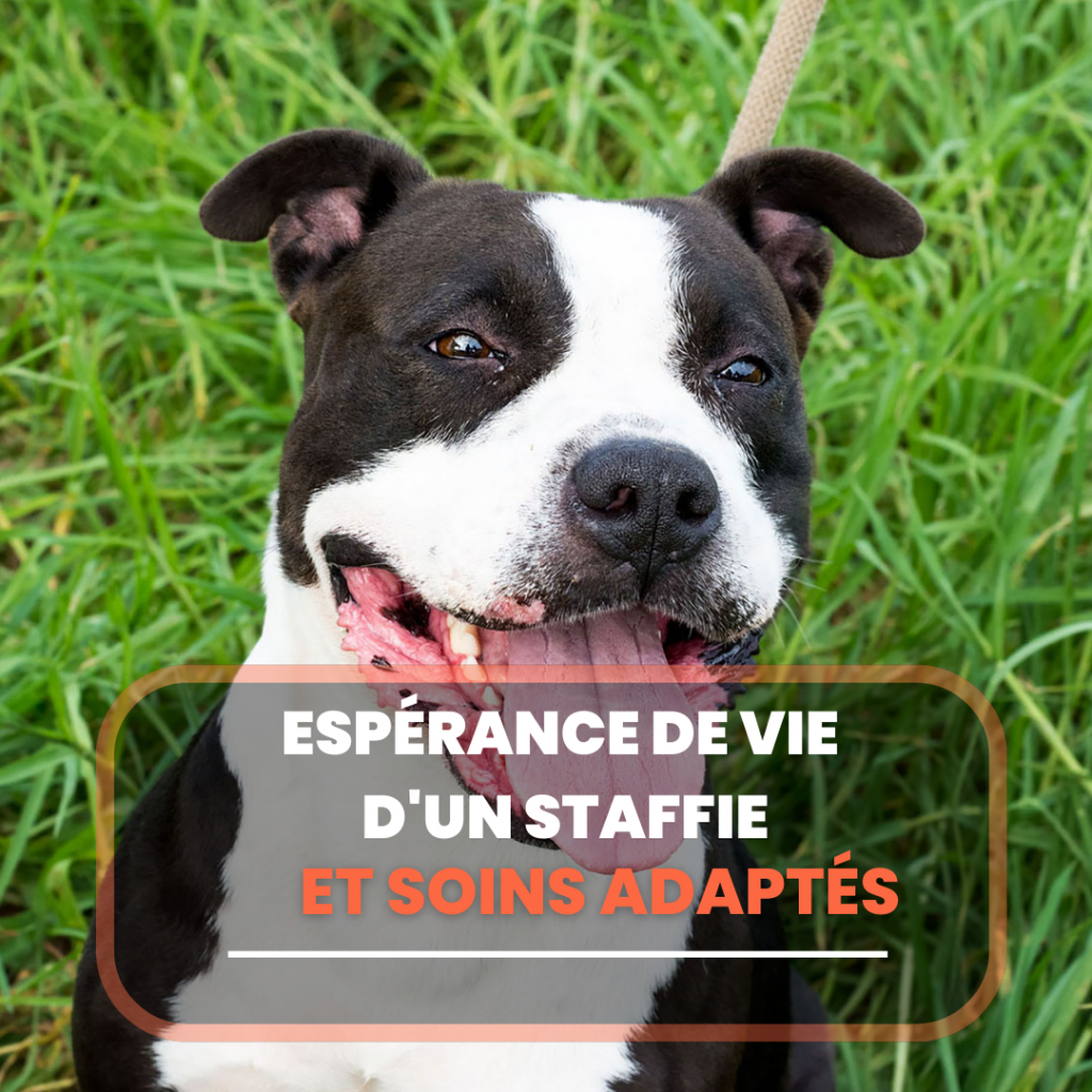 Le Spitz Nain - Guide complet et détaillé