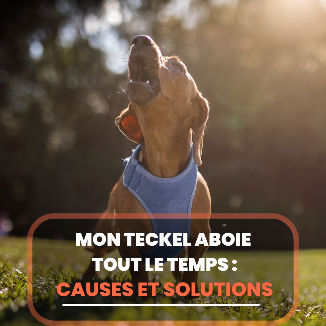 Mon Teckel aboie tout le temps : Causes et solutions - Chien Conseils
