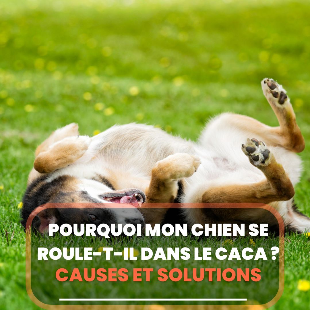 Pourquoi mon chien se roule-t-il dans le caca ? Causes et Solutions ...