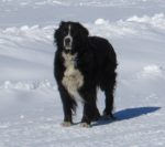 Labernois : Ce qu'il faut savoir sur le croisement entre le labrador et ...