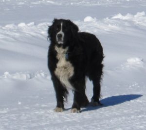 Labernois : Ce qu'il faut savoir sur le croisement entre le labrador et ...