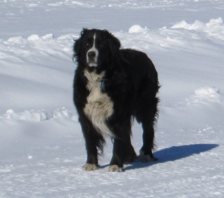 Labernois : Ce qu'il faut savoir sur le croisement entre le labrador et ...