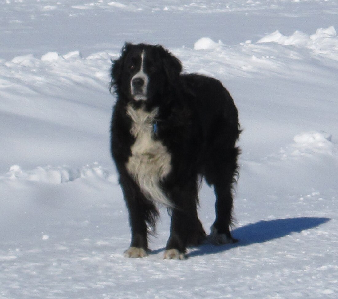 Labernois : Ce qu'il faut savoir sur le croisement entre le labrador et ...