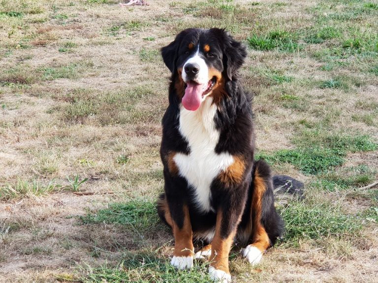 Labernois : Ce qu'il faut savoir sur le croisement entre le labrador et ...