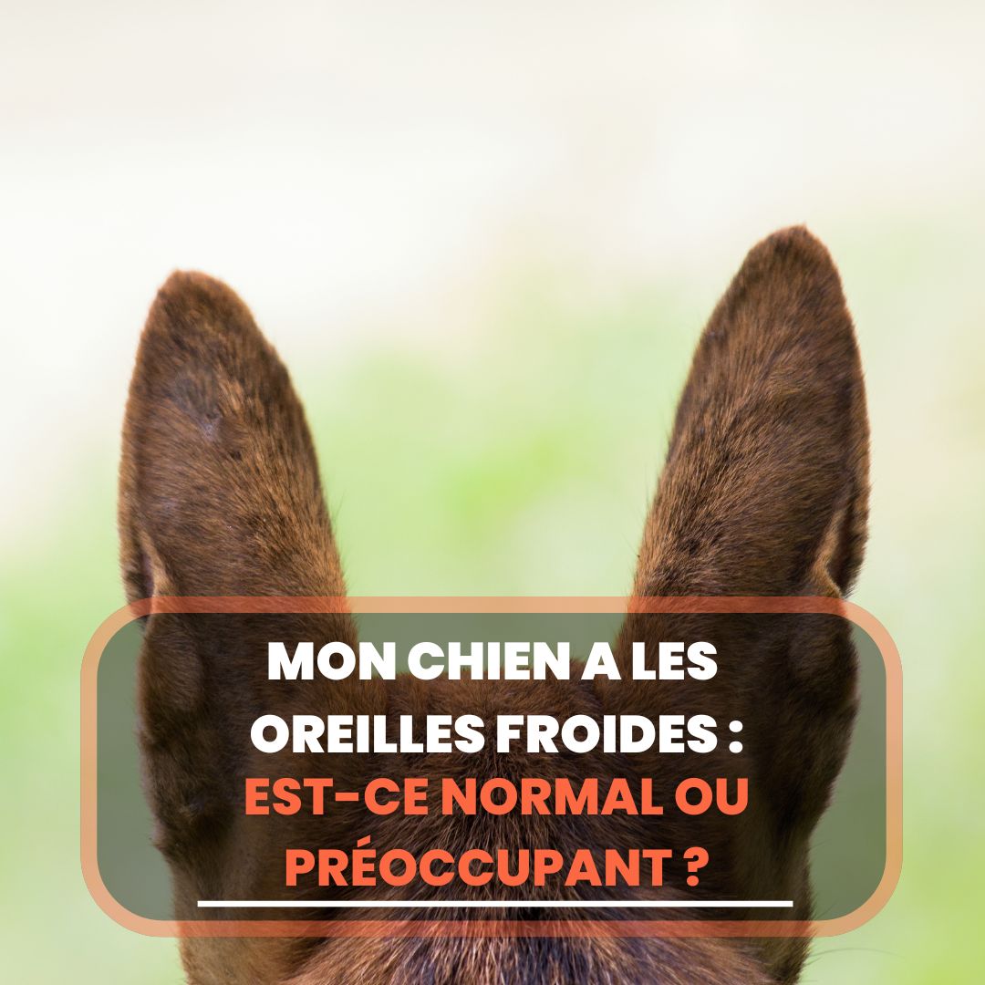 Découvrez le Berger Créole : Caractéristiques, Élevages et Guide de Soins