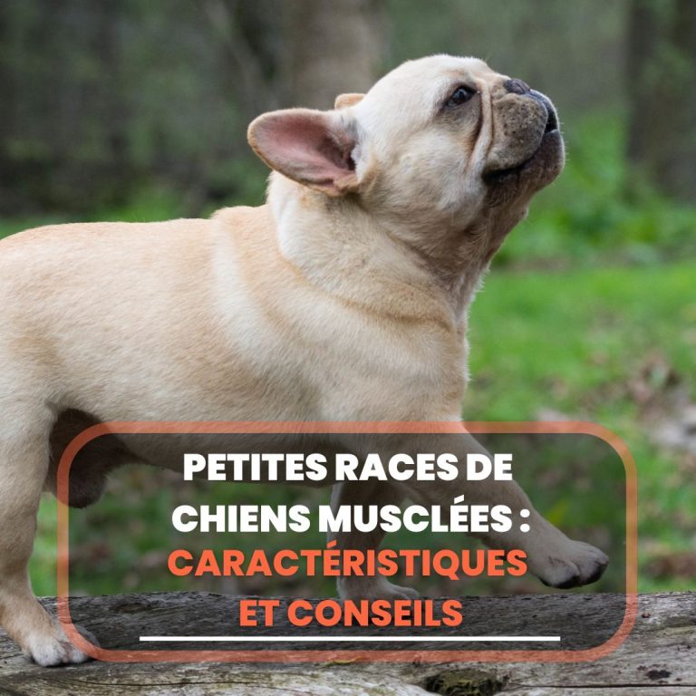 TOP 15 des Races de Chiens à Poils Courts - Chien Conseils