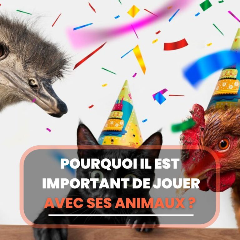 Labernois : Ce qu'il faut savoir sur le croisement entre le labrador et ...