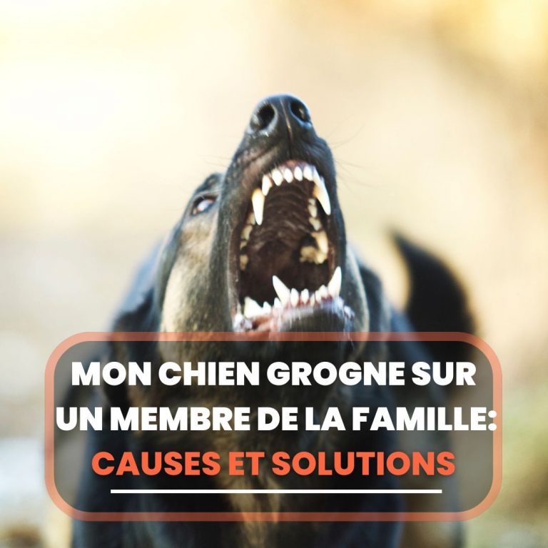 Labernois : Ce qu'il faut savoir sur le croisement entre le labrador et ...