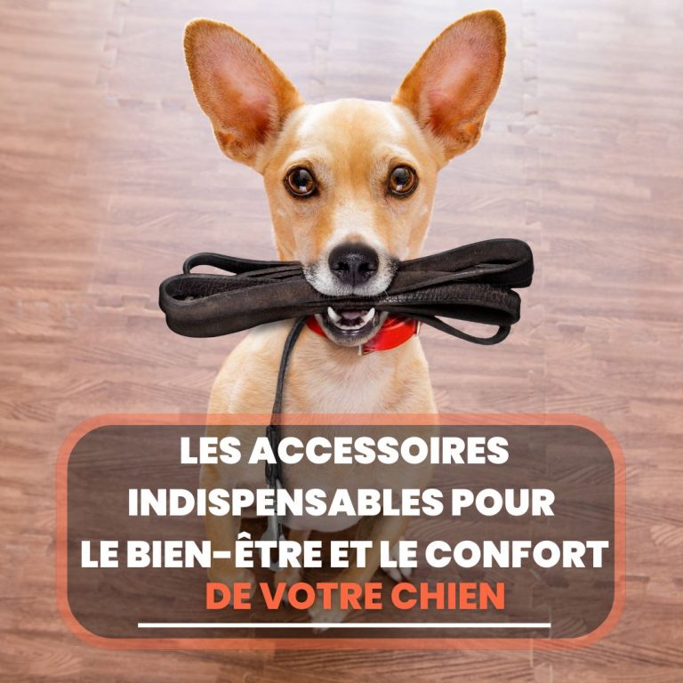 Mon chien devient fou quand il voit un autre chien : Causes et ...