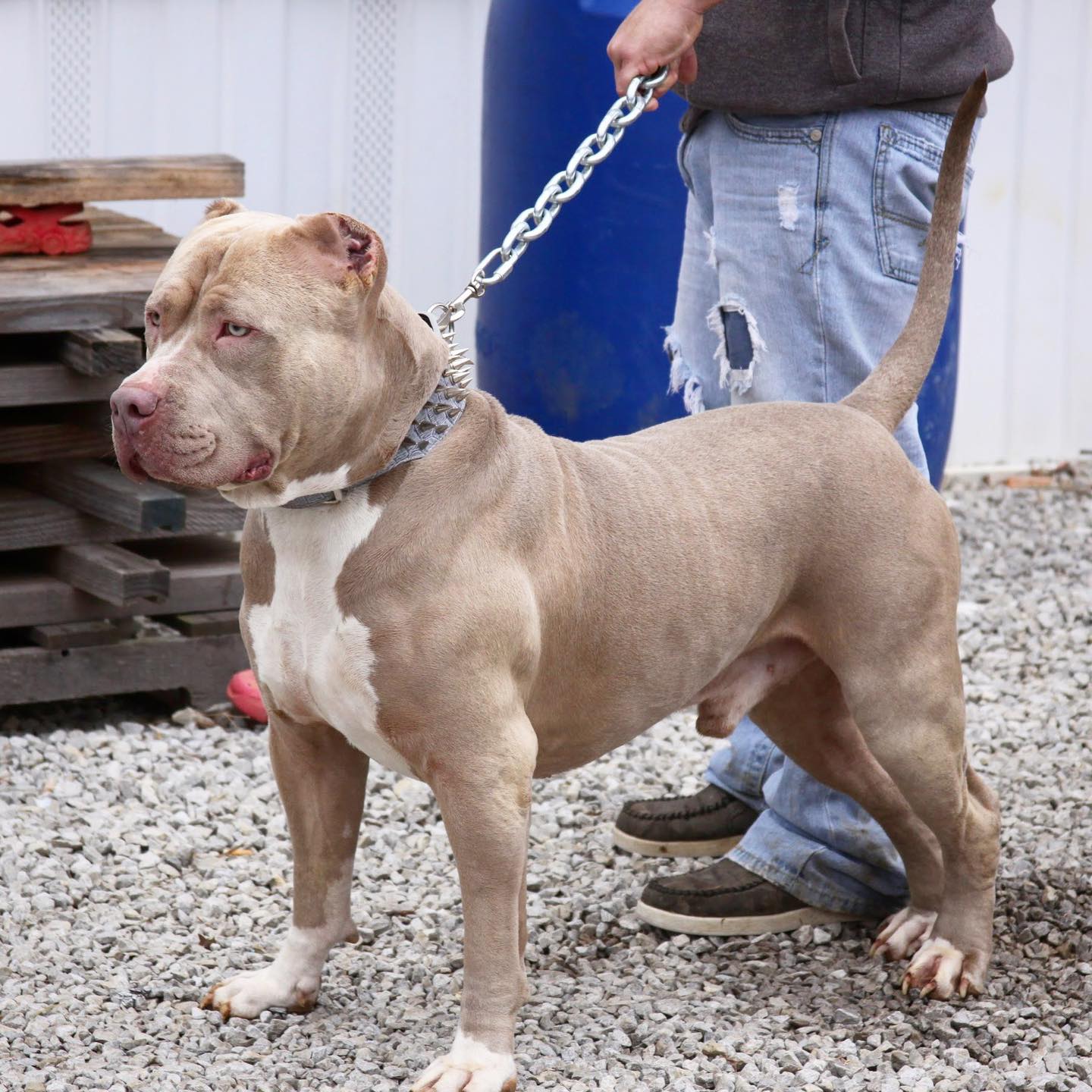 American Bully XXL : Caractéristiques, origine, Caractère, Soin et Prix ...