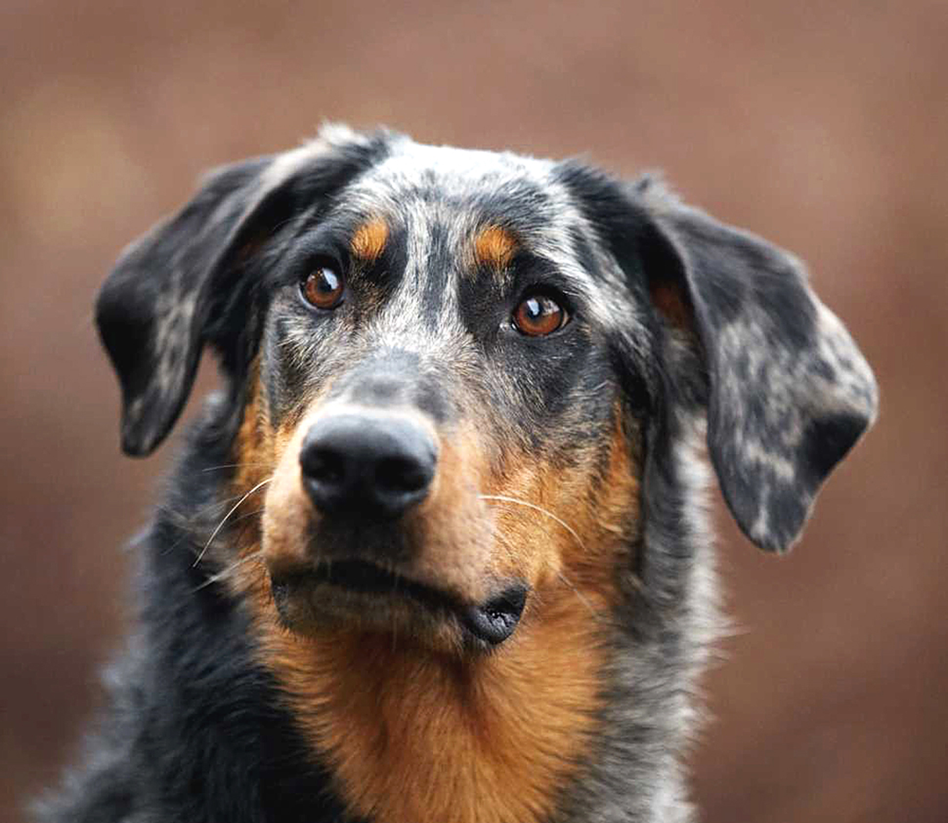 Beauceron Arlequin : Caractéristiques, origine, Caractère, Soins et ...