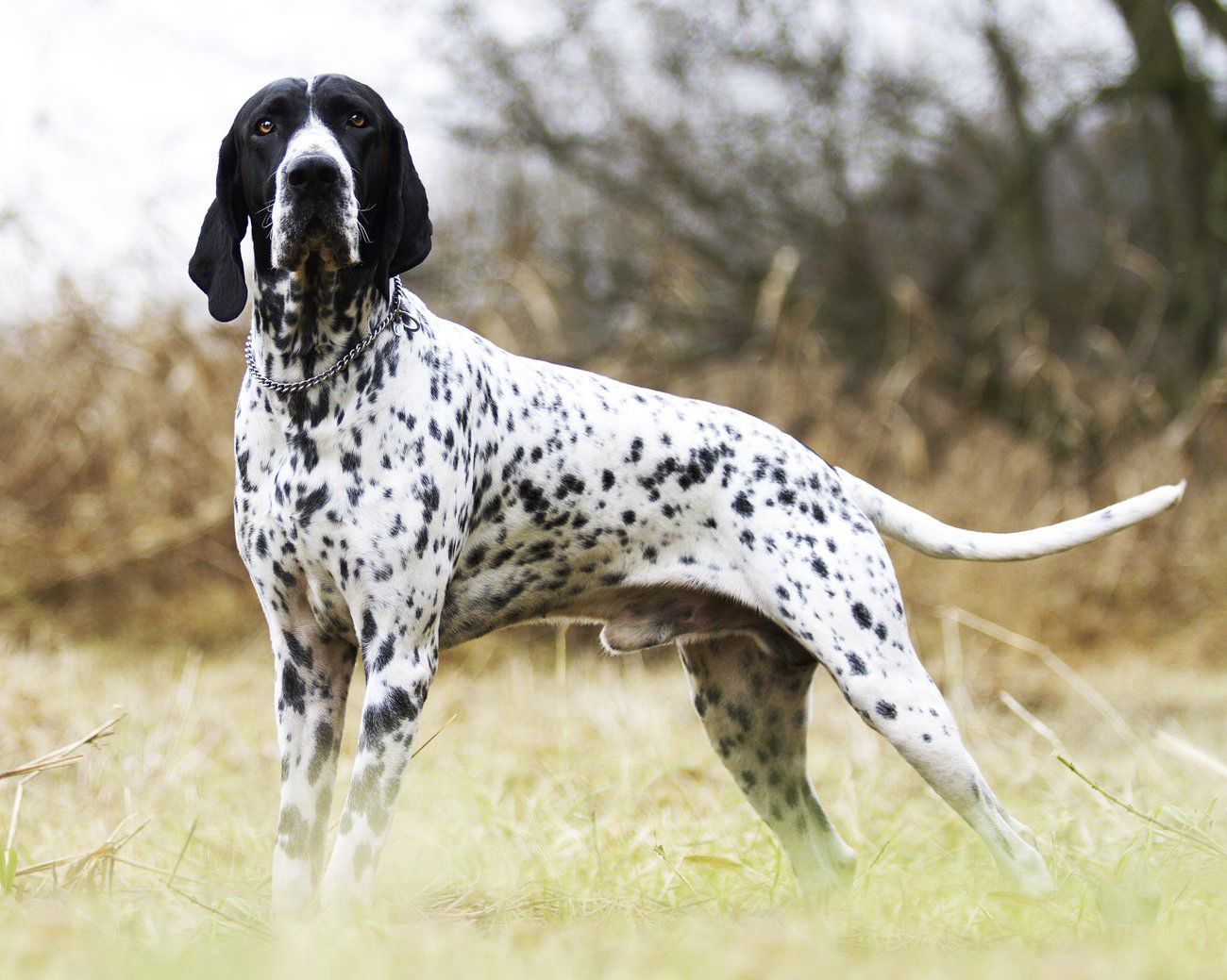 Le Braque français (GASCOGNE ou PYRENEES) : Caractère, Prix, Education ...