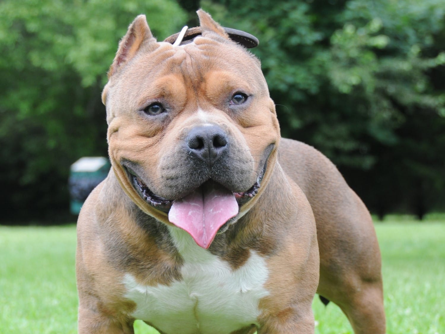 American Bully XXL : Caractéristiques, origine, Caractère, Soin et Prix ...