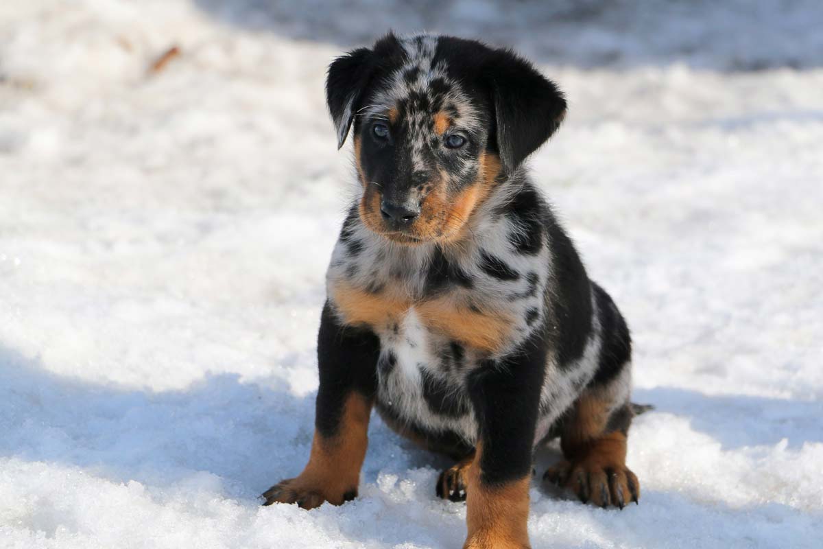 Beauceron Arlequin : Caractéristiques, origine, Caractère, Soins et ...