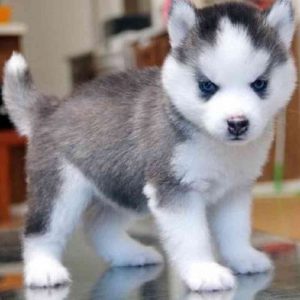 Pomsky F2 adulte : Taille, Caractère Prix et Entretien - Chien Conseils