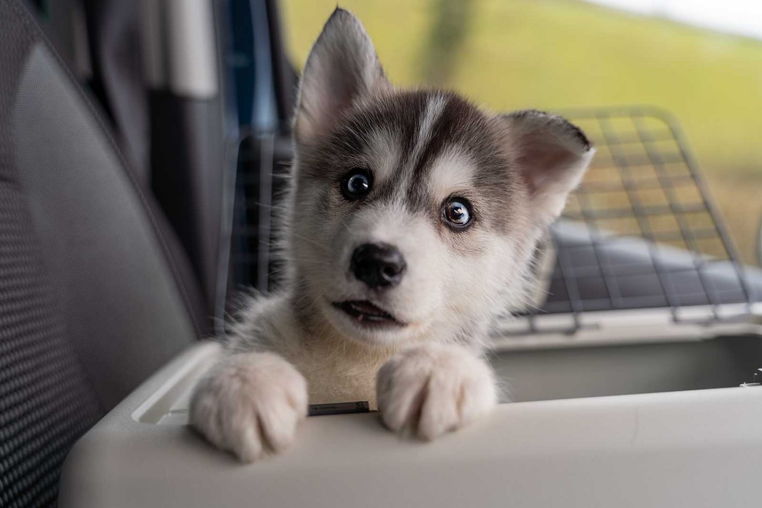 Pomsky F2 adulte : Taille, Caractère Prix et Entretien - Chien Conseils