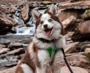 Pomsky F2 adulte : Taille, Caractère Prix et Entretien - Chien Conseils