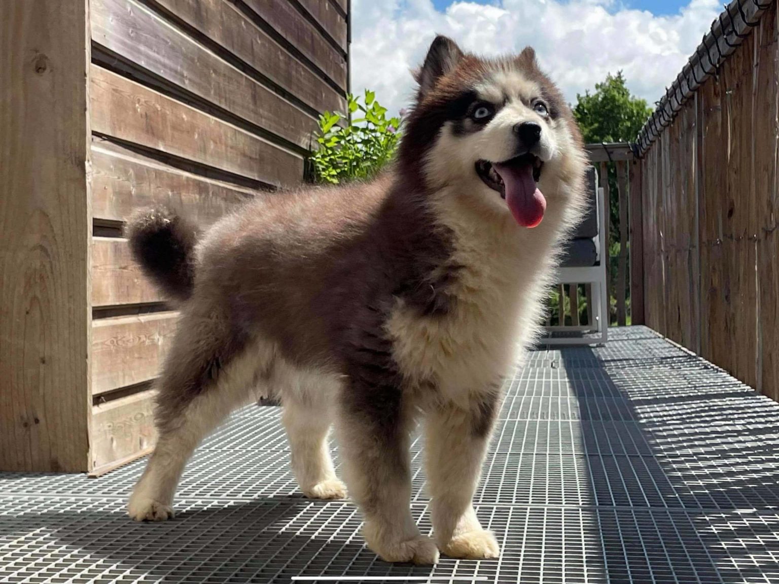 Pomsky F2 adulte : Taille, Caractère Prix et Entretien - Chien Conseils