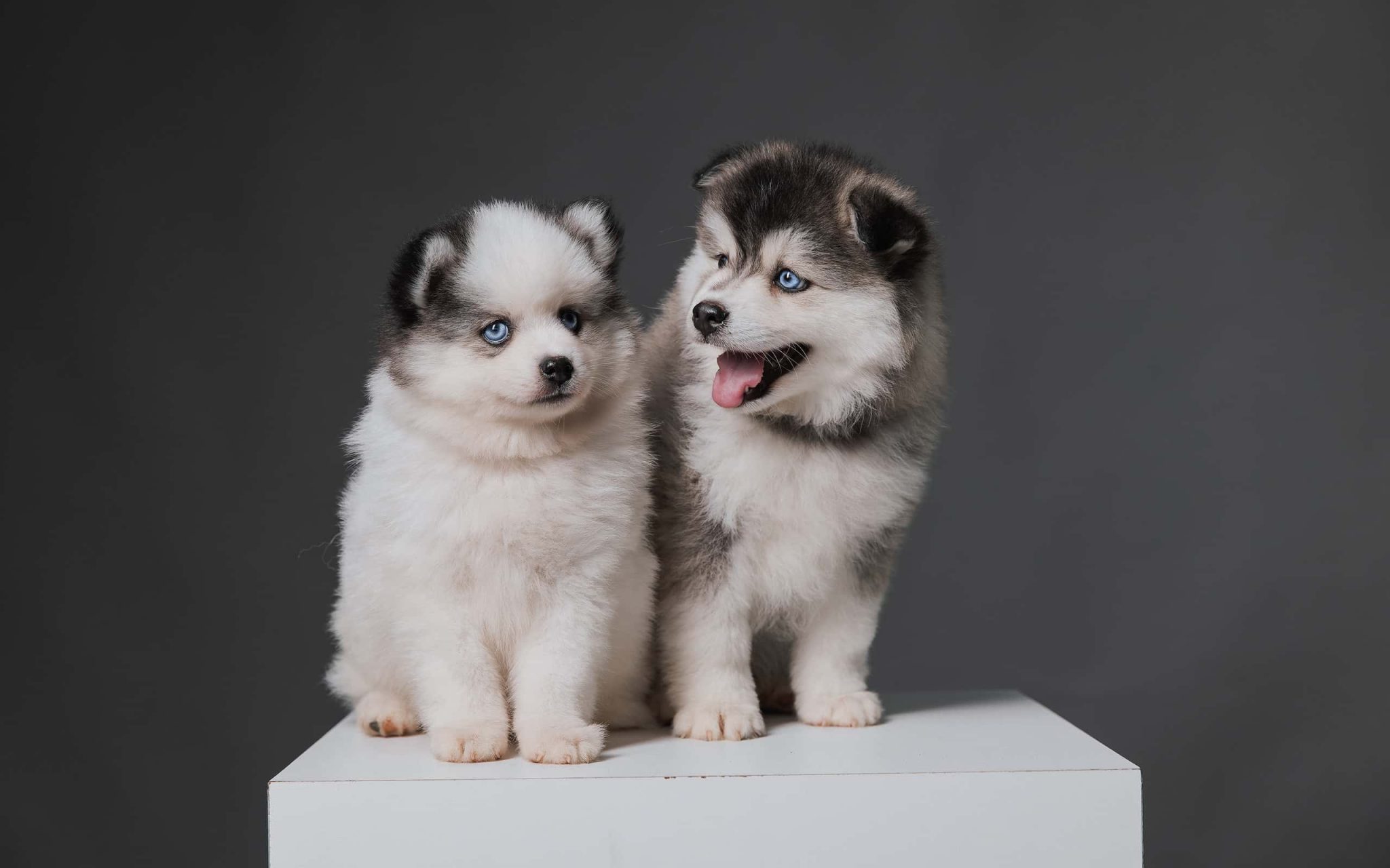 Pomsky F2 adulte : Taille, Caractère Prix et Entretien - Chien Conseils