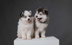 Pomsky F2 adulte : Taille, Caractère Prix et Entretien - Chien Conseils