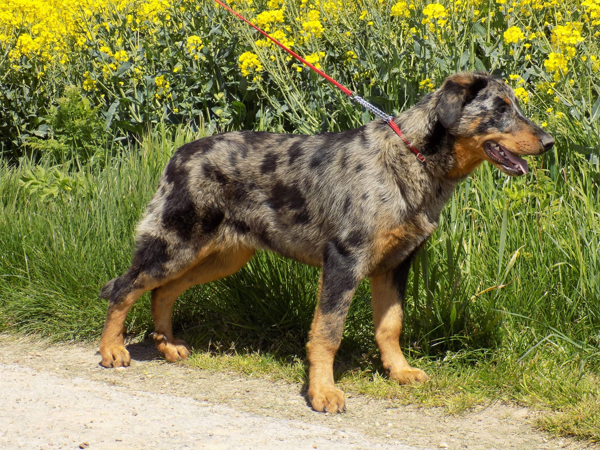 Beauceron Arlequin : Caractéristiques, origine, Caractère, Soins et ...