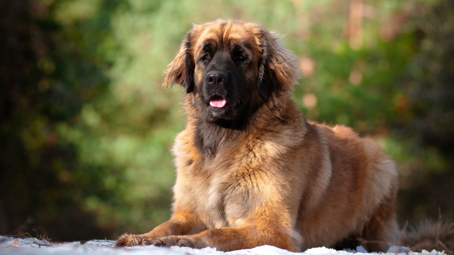 Le Léonberg : Caractère, Santé, Prix et Entretien - Chien Conseils