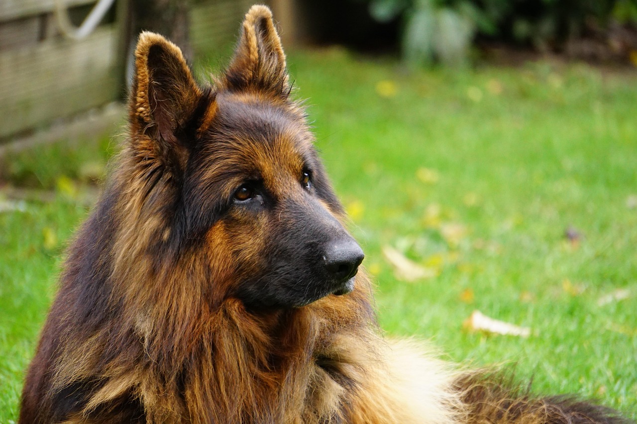 Altdeutsch Schäferhund: Caractère, origines, Prix et Entretien - Chien ...