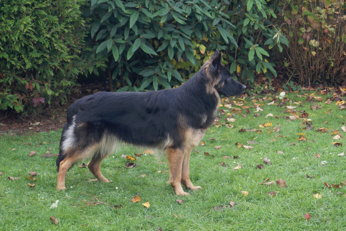 Altdeutsch Schäferhund: Caractère, origines, Prix et Entretien - Chien ...
