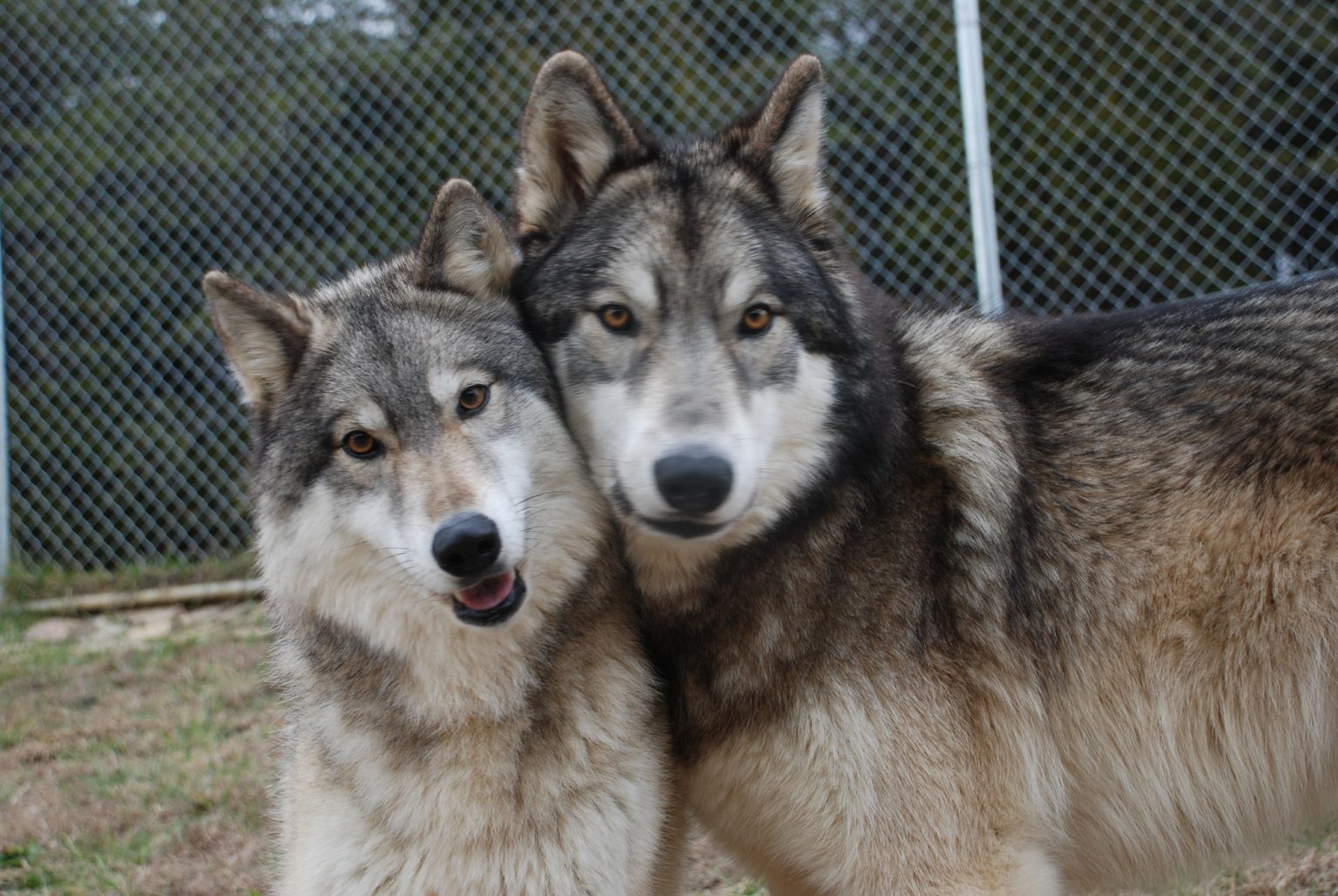 Chien Loup Americain Prix