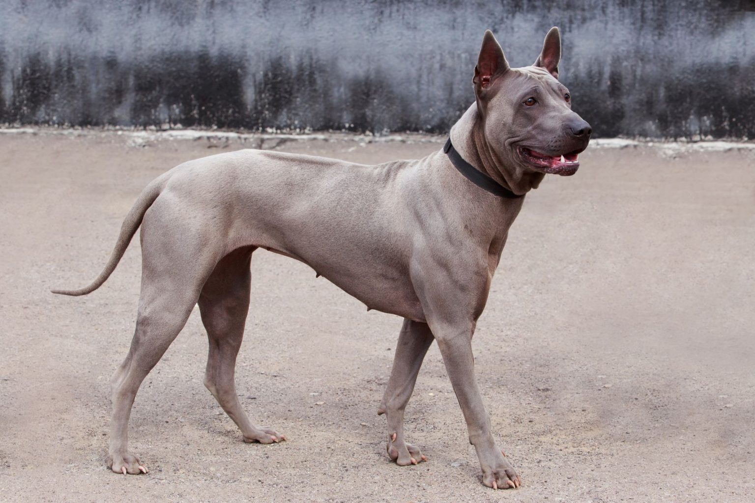 Thai Ridgeback : Caractère, Origines Prix et Entretien - Chien Conseils
